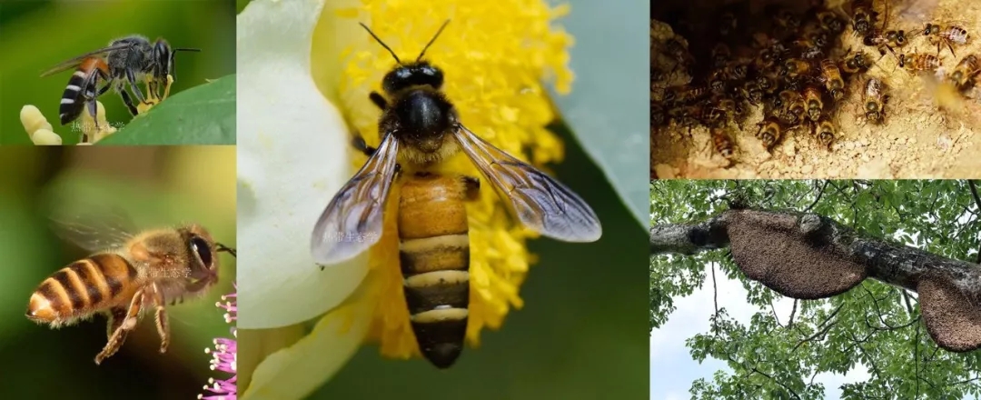 传粉的蜜蜂（上） | 果之源