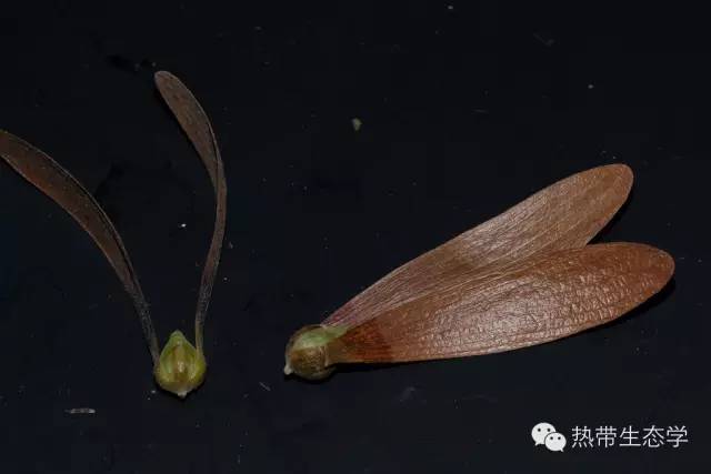 热带亚洲的巨人——龙脑香科植物