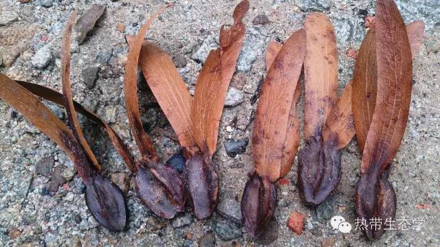 热带亚洲的巨人——龙脑香科植物