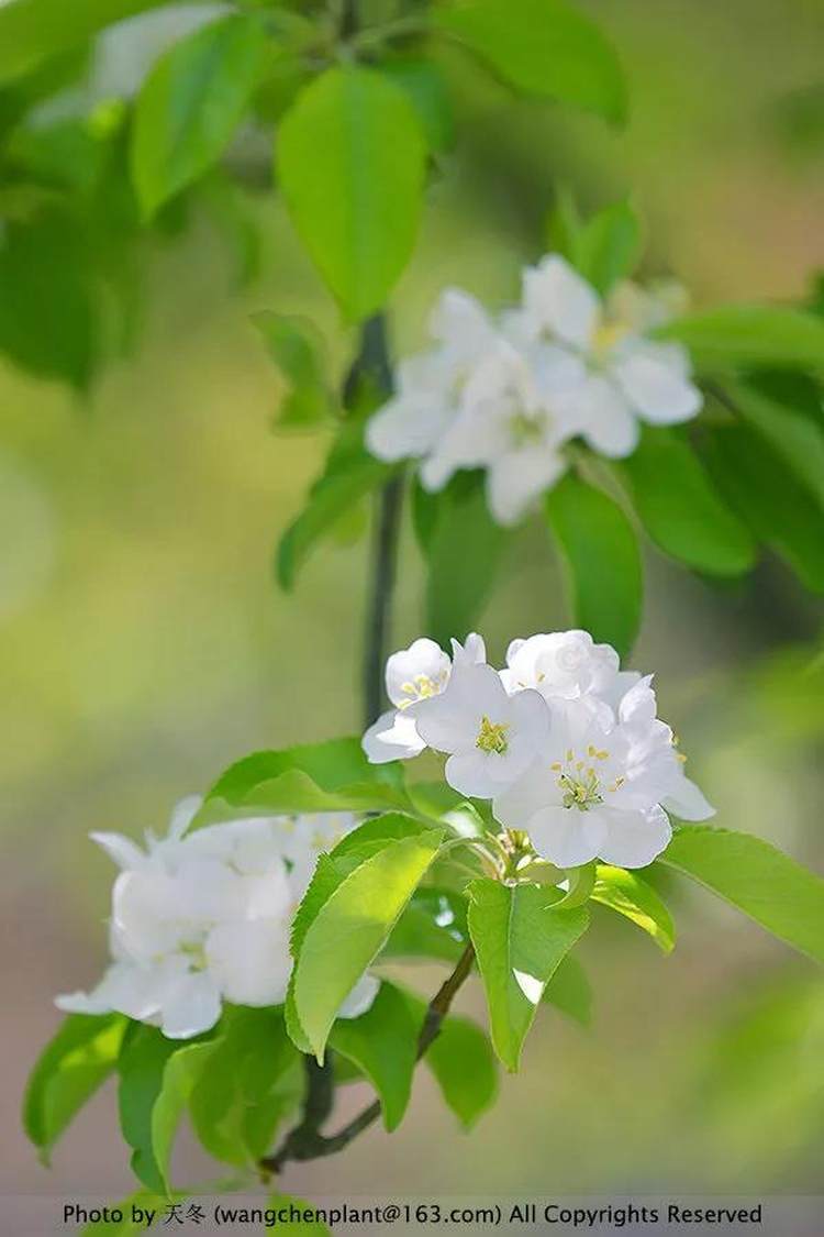 02 海棠 | 为何它与风流事有关？