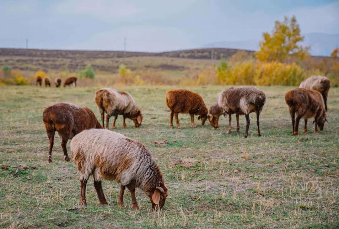 吃一口遥远新疆的大尾羊